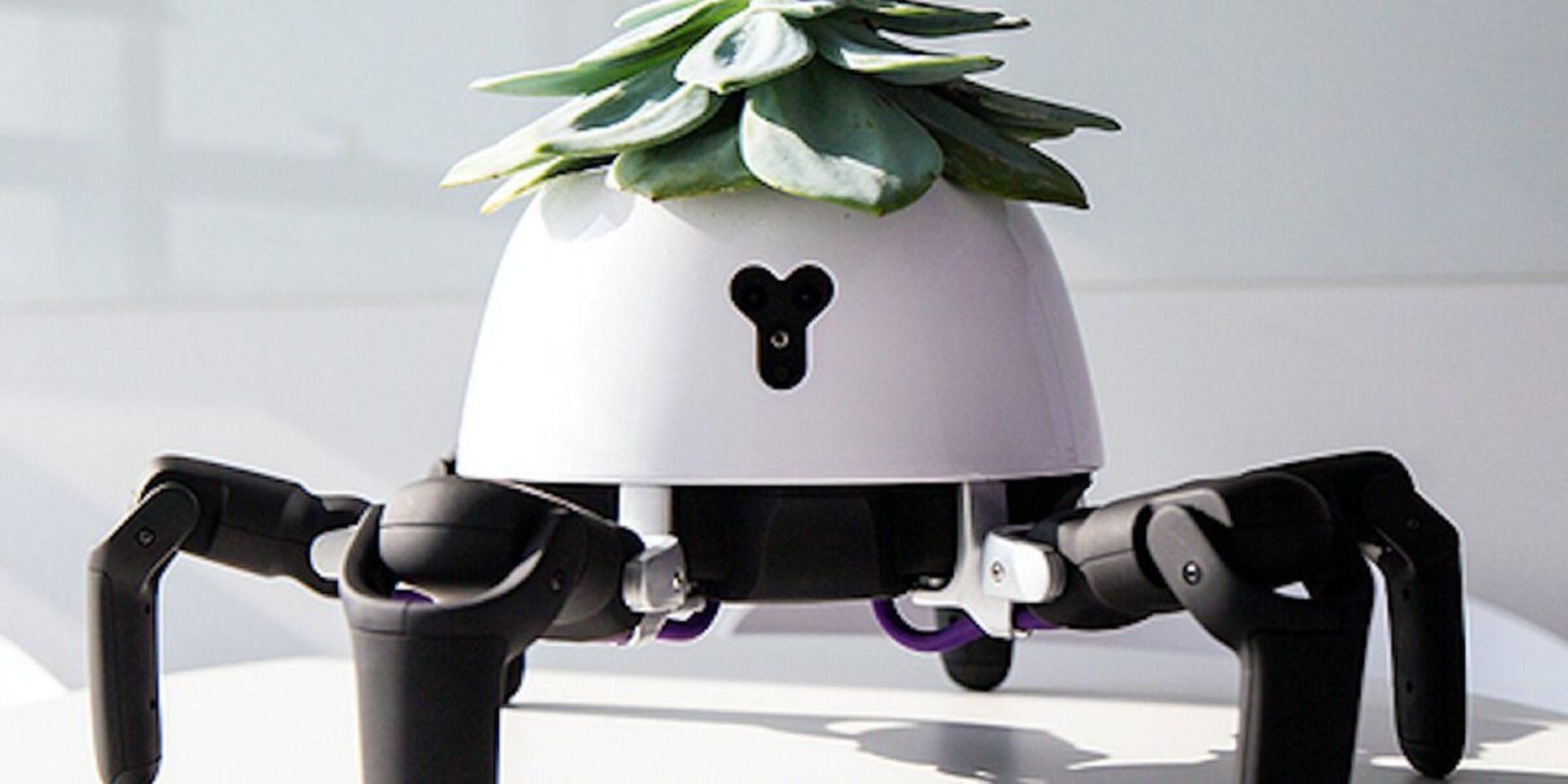 Deze plant-robot volgt de zon en schreeuwt om je aandacht voor water