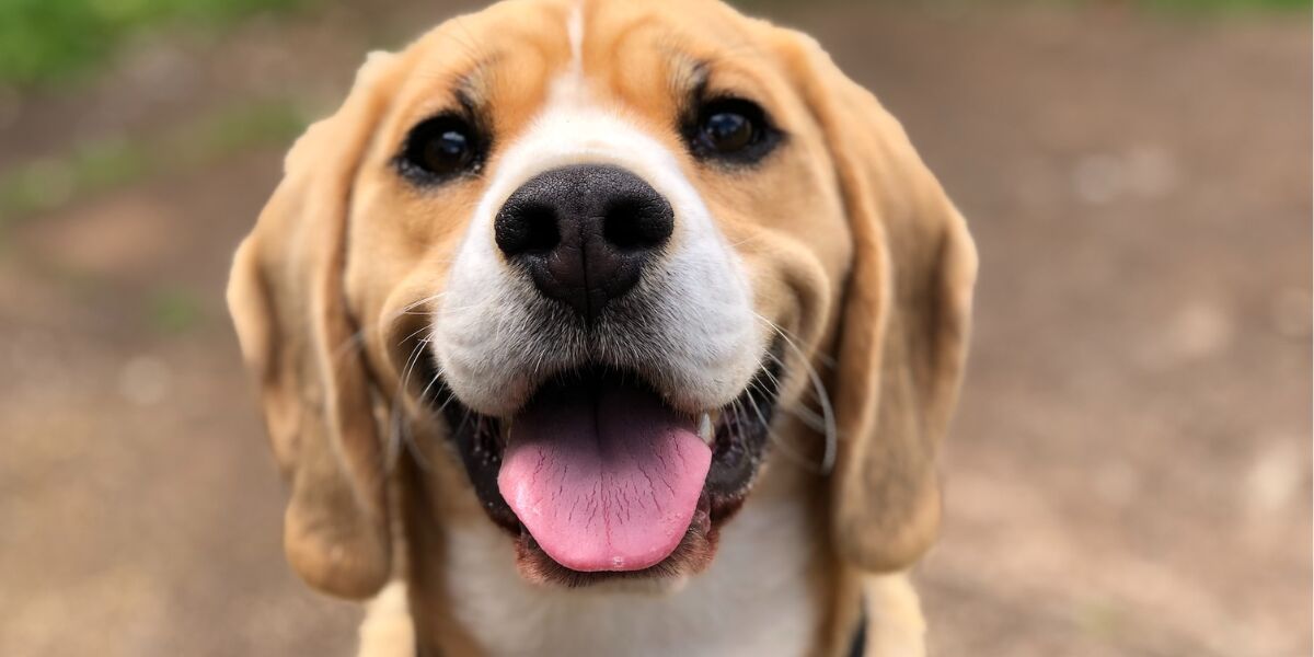 Eerste hond kopen? 8 makkelijke hondenrassen voor beginners