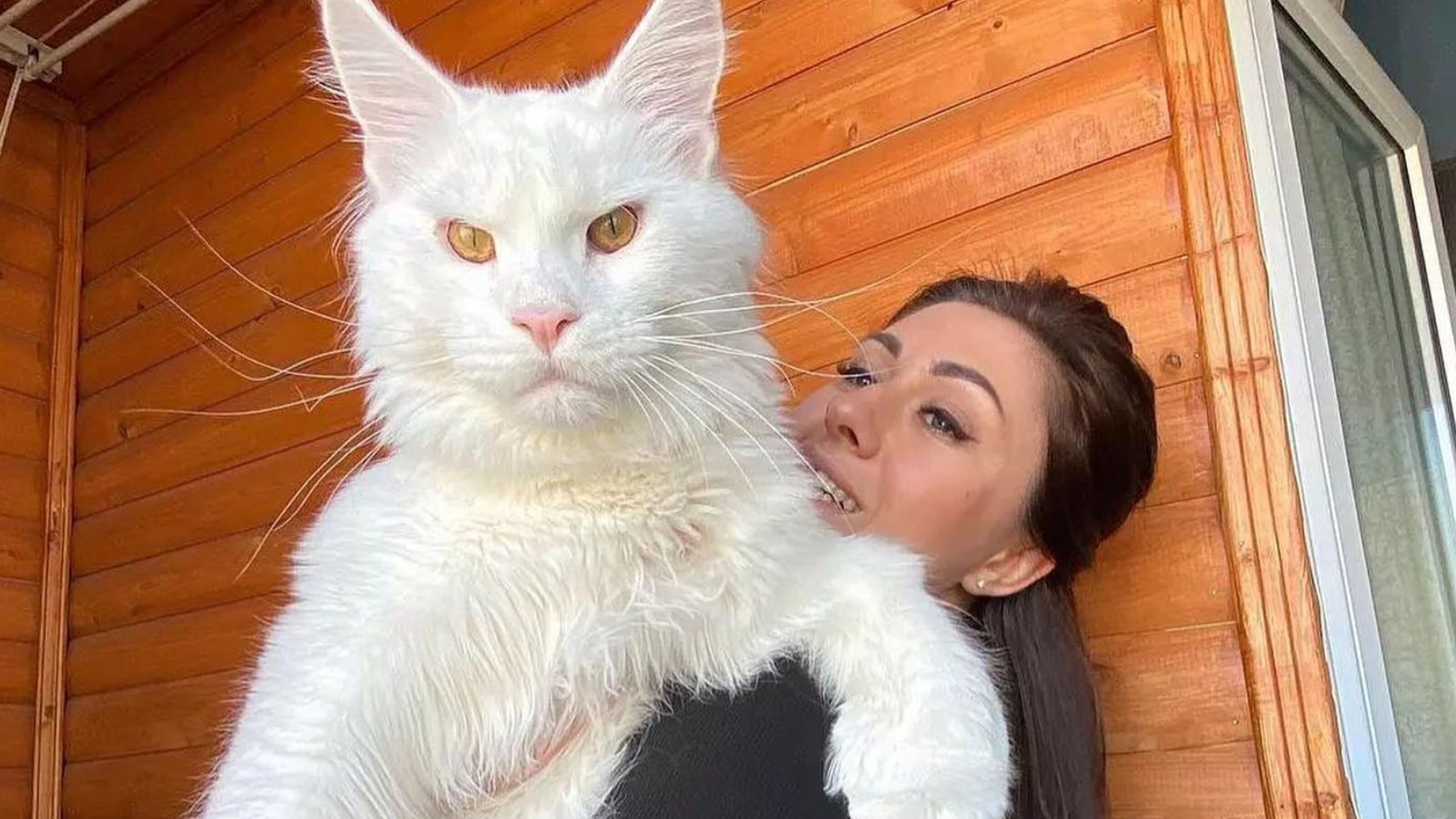 Is dit de grootste kat ter wereld? Maak kennis met Kefir