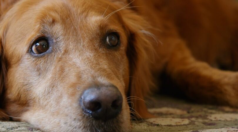 Zo maak je van jouw hond je beste vriend
